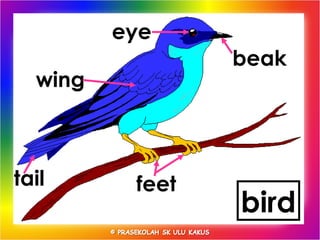 Bahagian burung parts of a bird | PPS