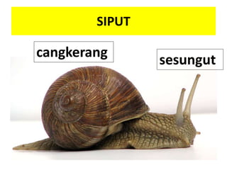 Bahagian tubuh haiwan | PPTX