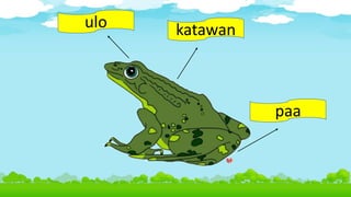 Bahagi ng Katawan ng mga Hayop grade 3.pptx