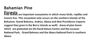 Bahamian Pine Forests PowerPoint Presentation | PPTX
