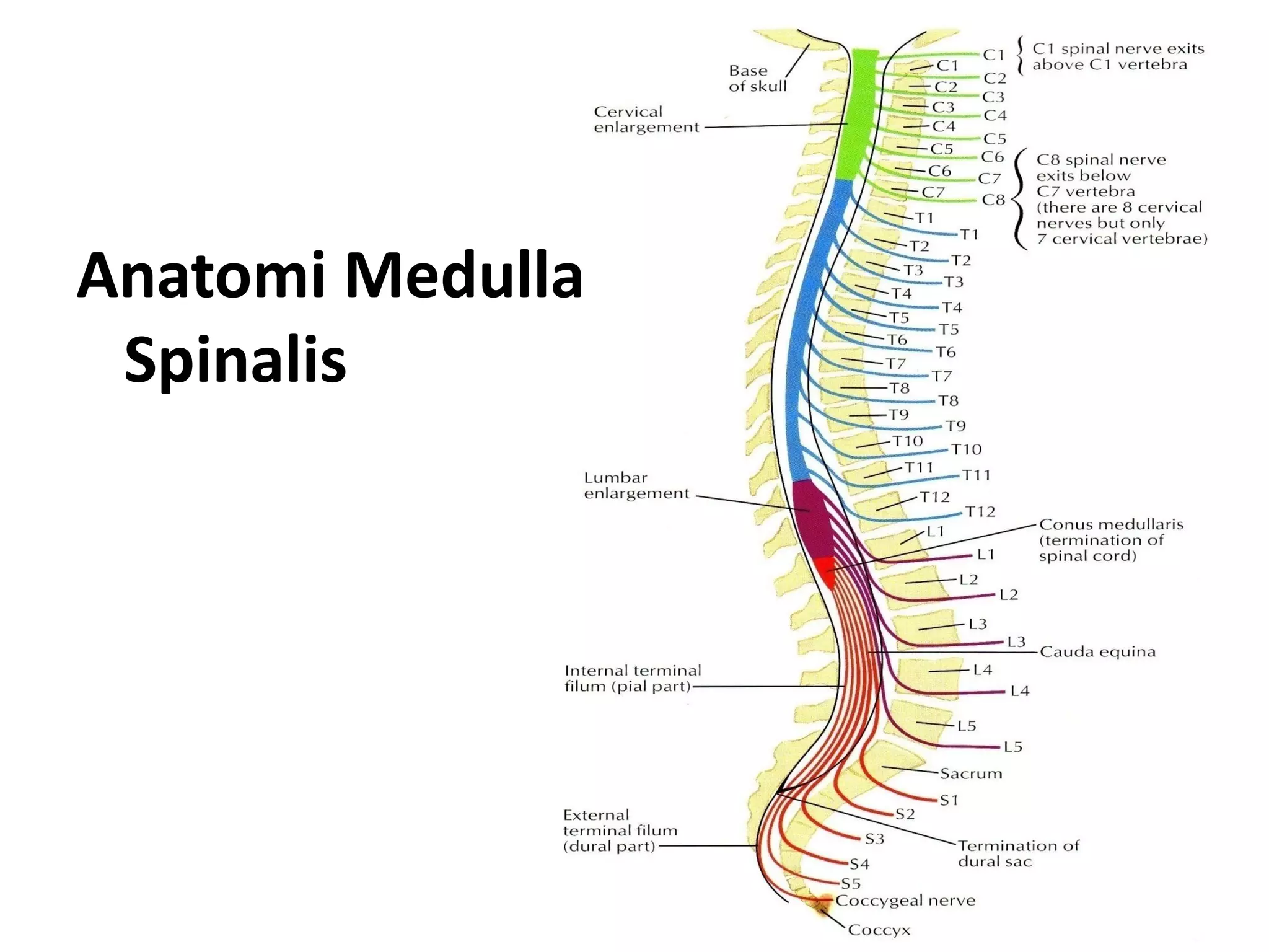 Bahan-Ajar-3_Trauma-Medulla-Spinalis.pdf