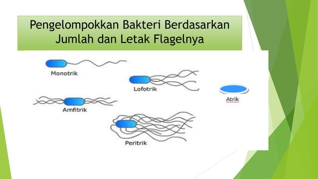Materi Ajar Bakteri Kelas X Fase E SMA .pptx