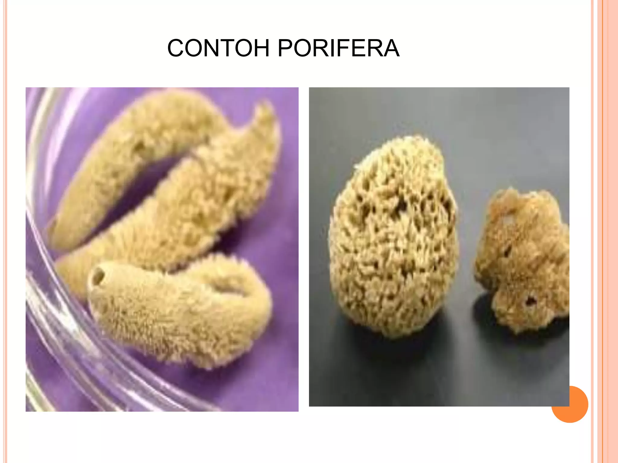 Bahan ajar 1 filum porifera, coelenterata, platyhelminthes | PPTX