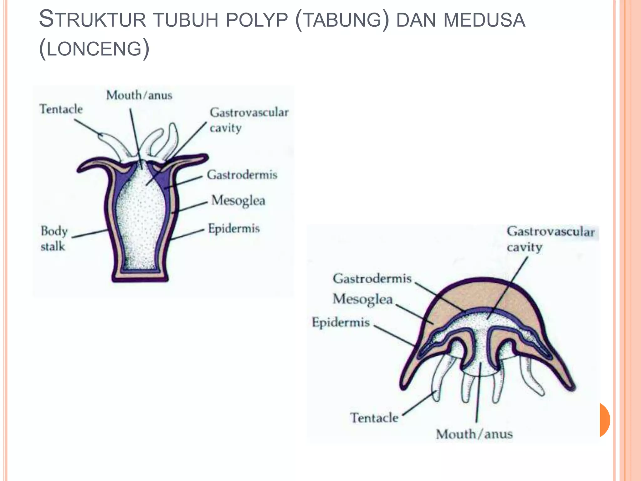 Bahan ajar 1 filum porifera, coelenterata, platyhelminthes | PPTX