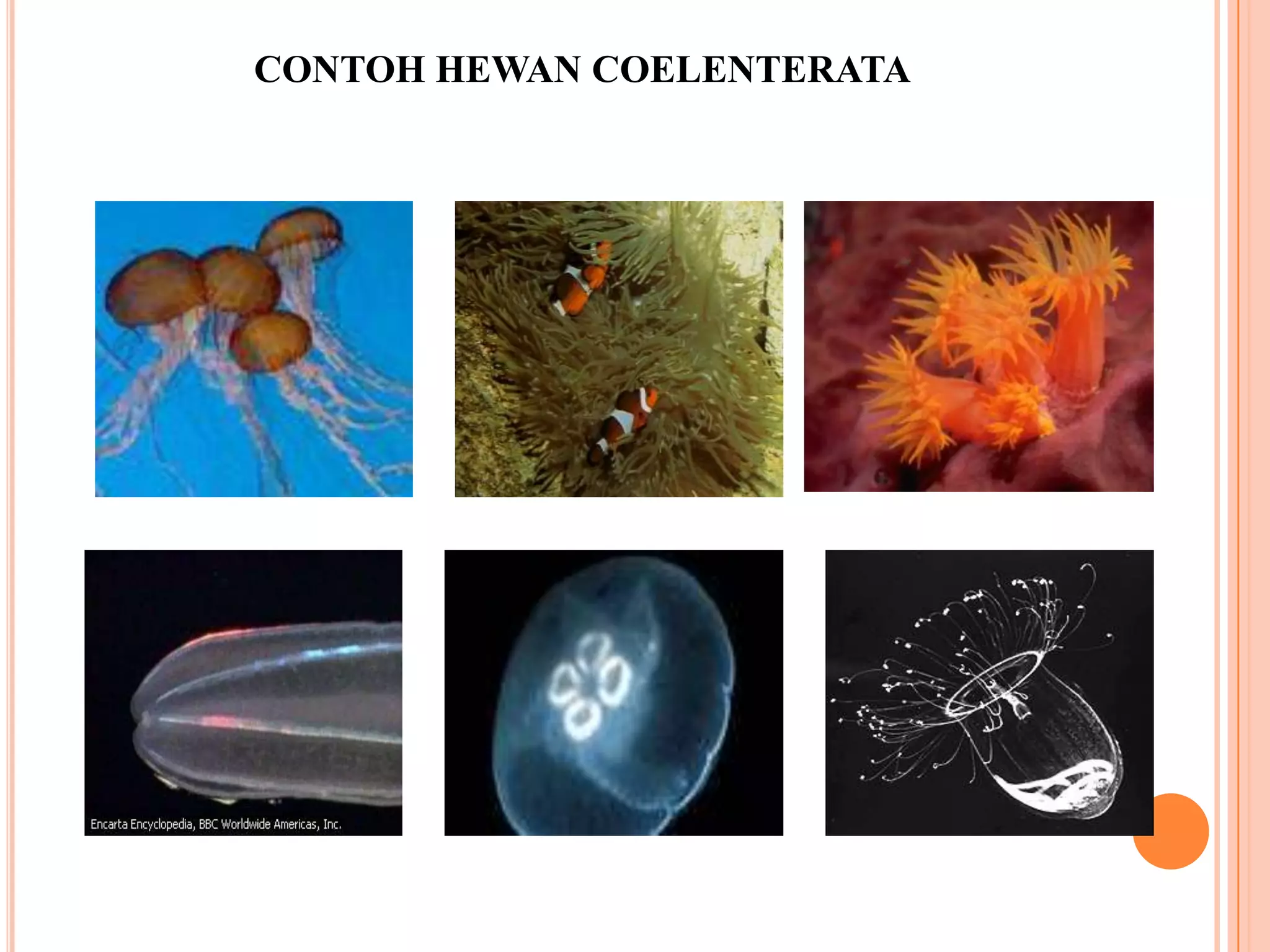 Bahan ajar 1 filum porifera, coelenterata, platyhelminthes | PPTX
