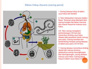 Daur Hidup Ascaris Lumbricoides (cacing Perut)