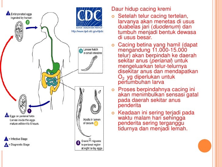Siklus Hidup Ascaris Lumbricoides Cacing Perut