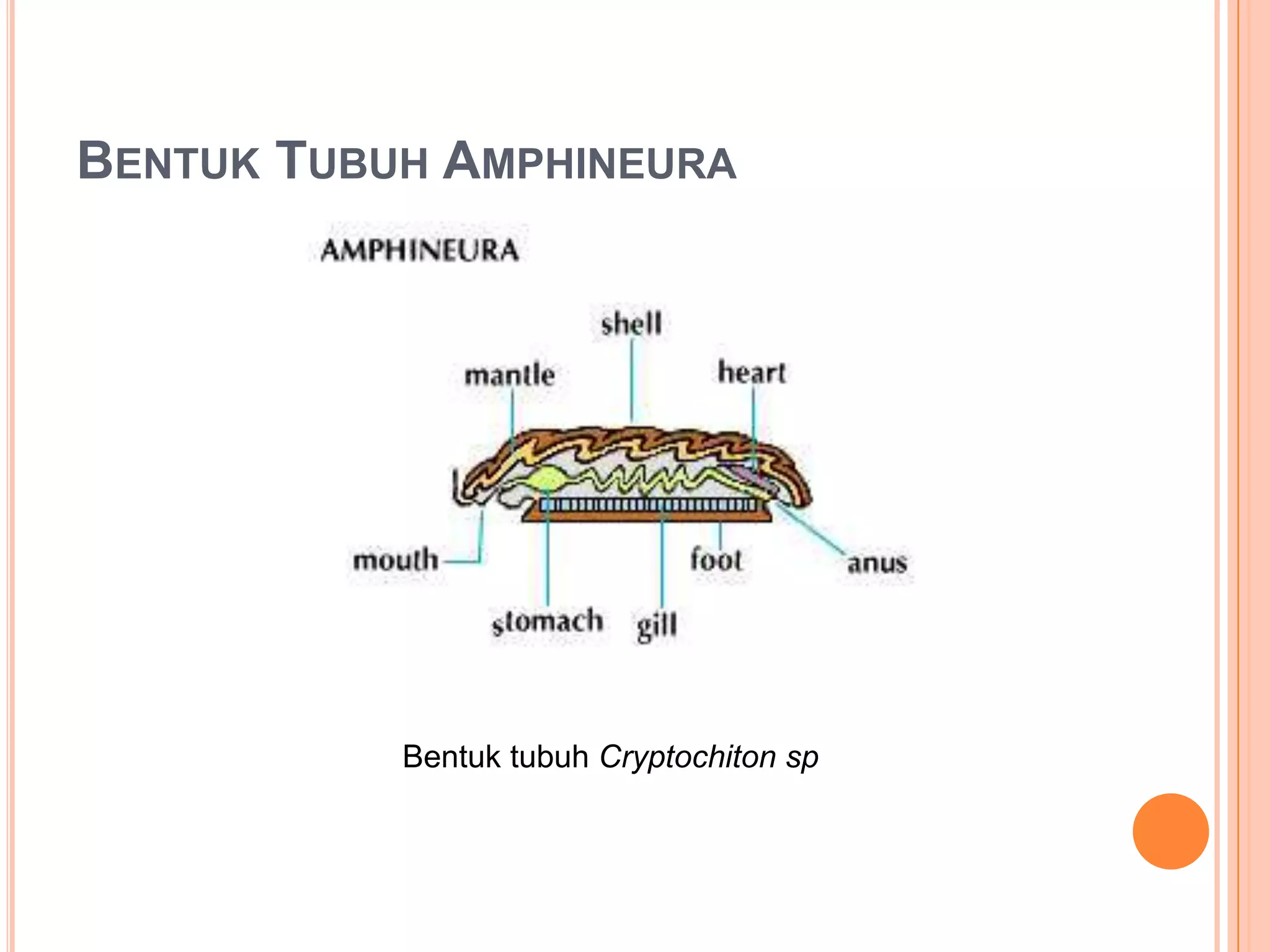 Filum mollusca kelas Amphineura-Gastropoda (bahan ajar4) | PPTX