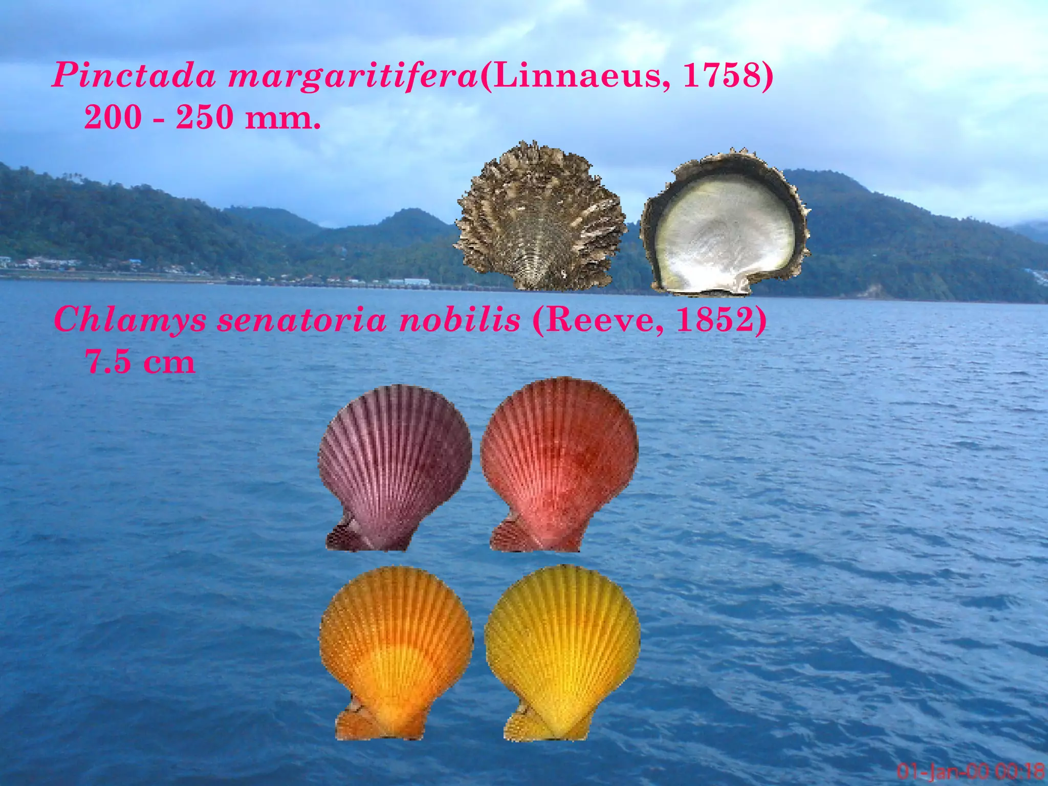 Filum mollusca kelas Pelecypoda (bahan ajar 5) | PPT