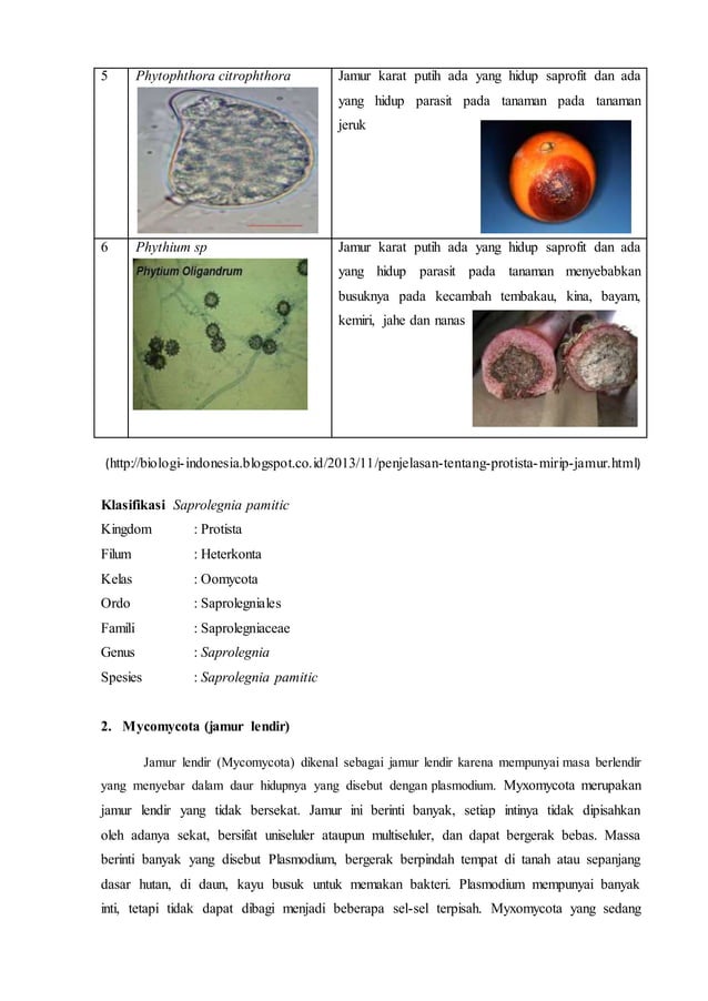 PENGENALAN PROTISTA | DOCX