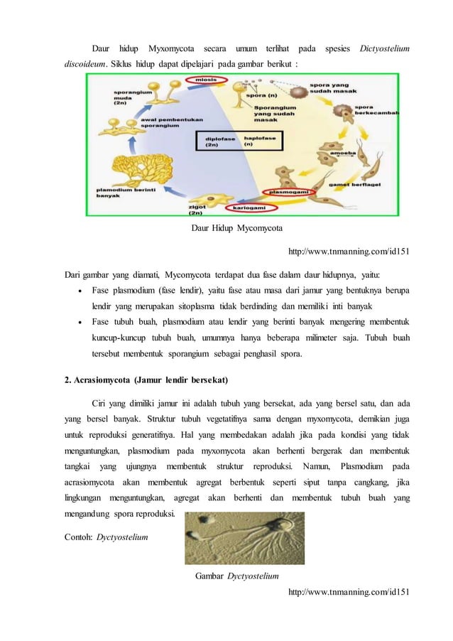 PENGENALAN PROTISTA | DOCX