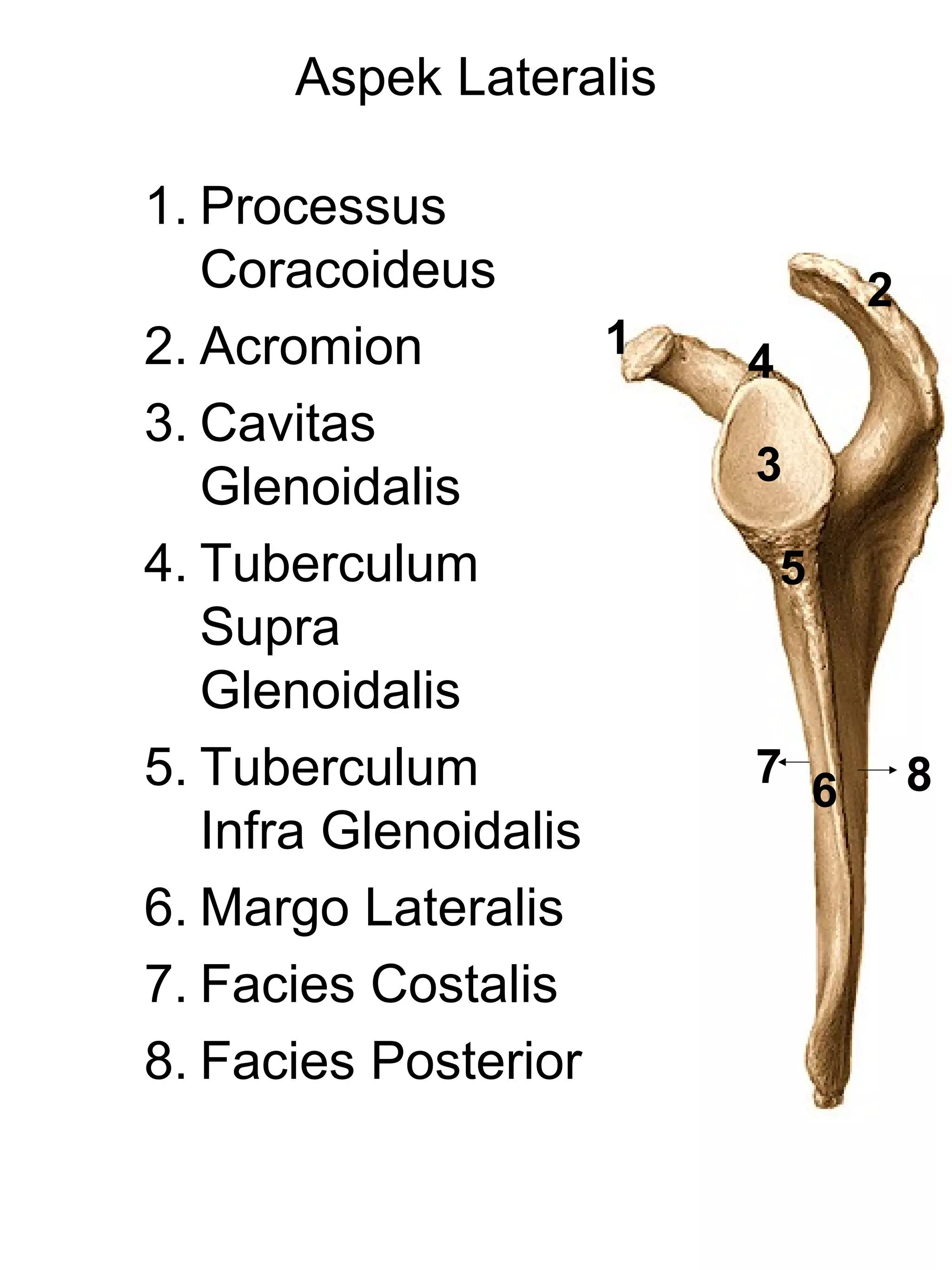 Osteologi | PPT