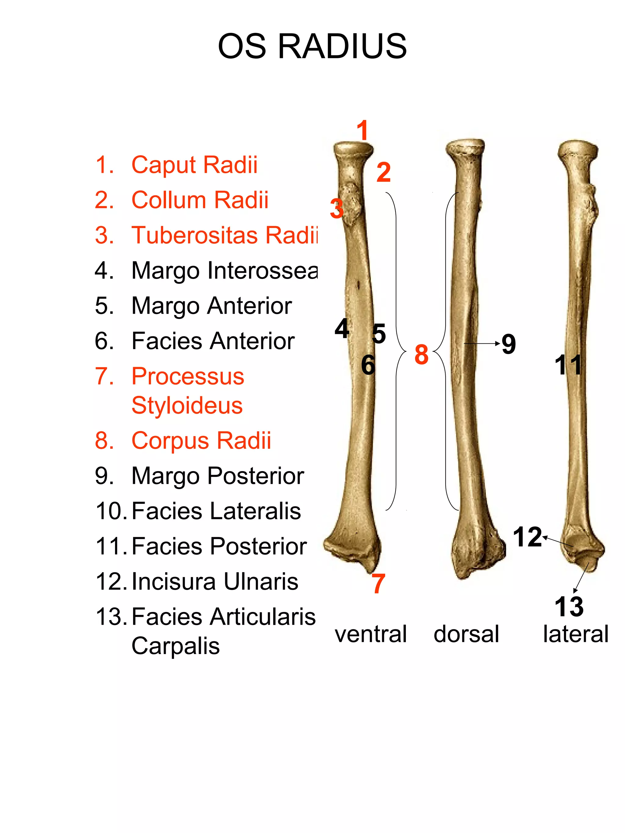 Osteologi | PPT