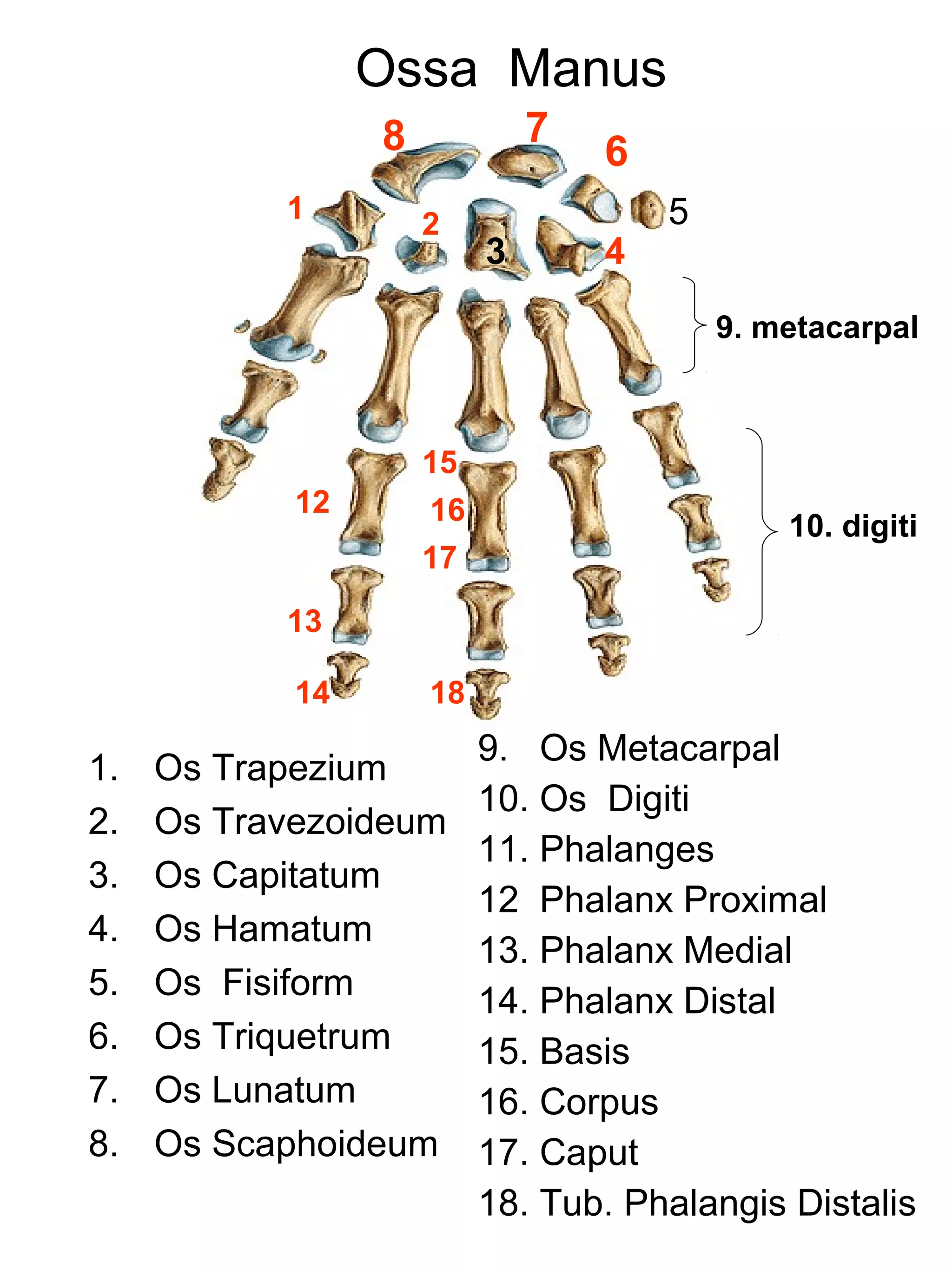 Osteologi | PPT