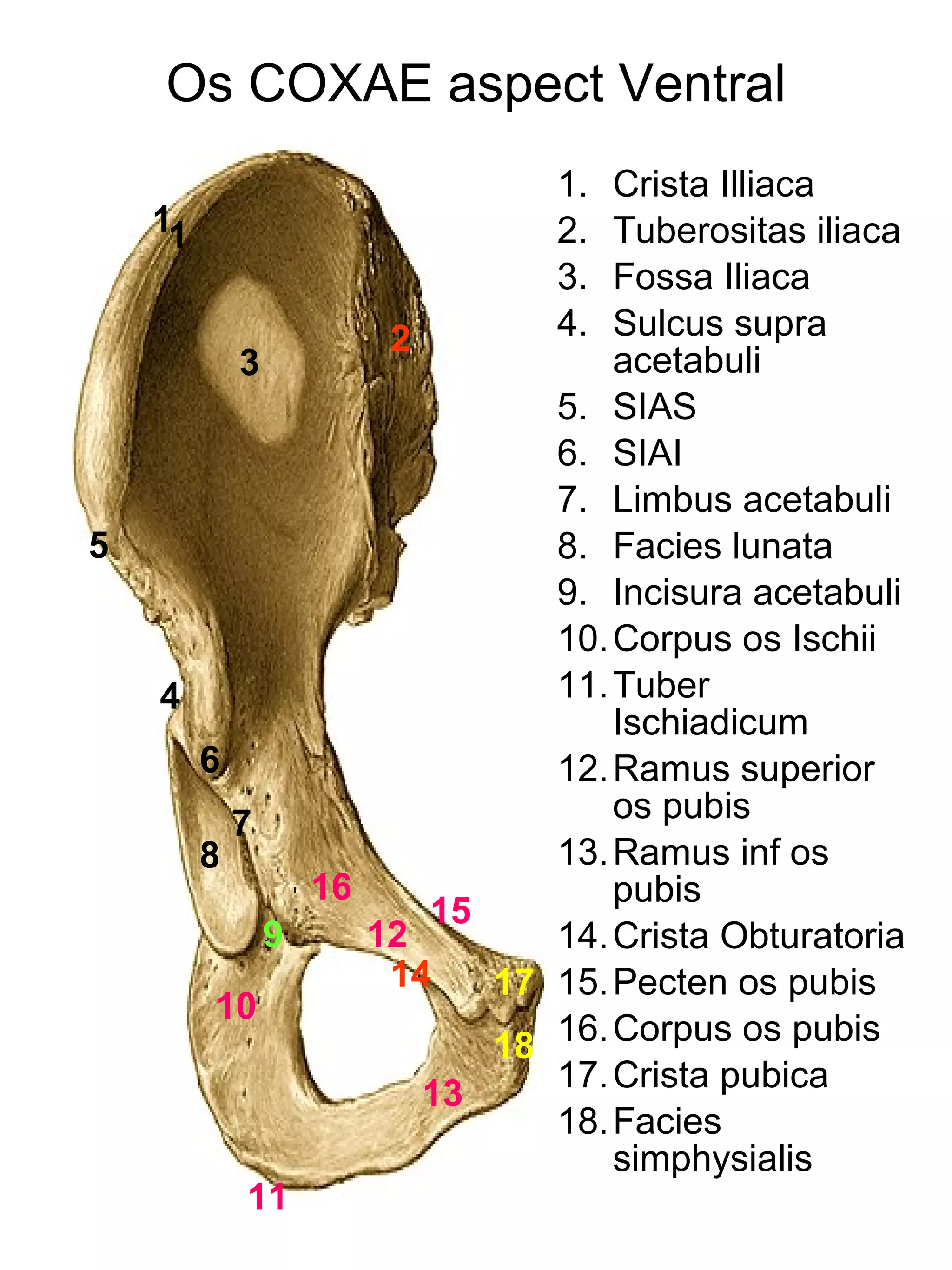 Osteologi | PPT