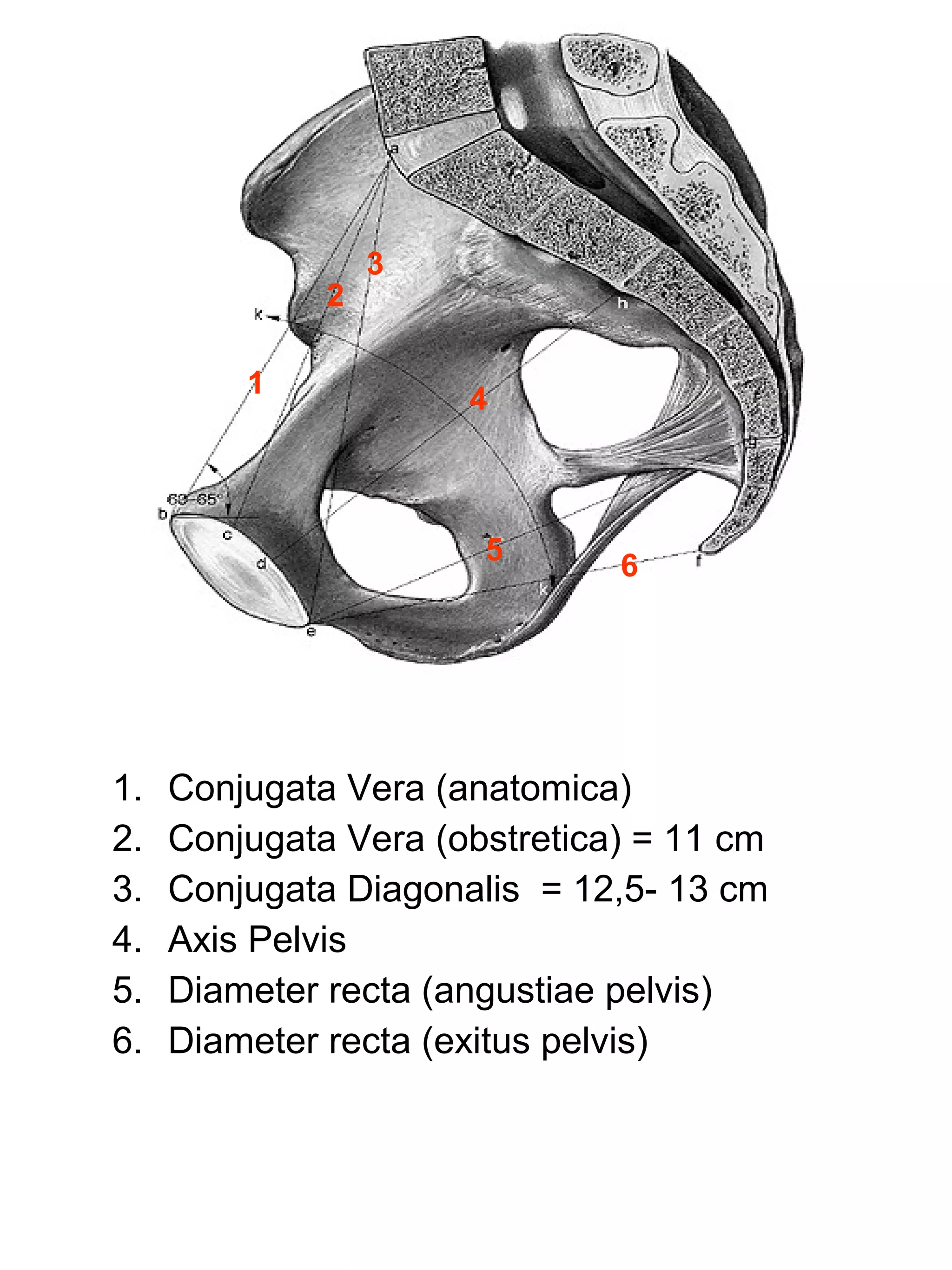 Osteologi | PPT
