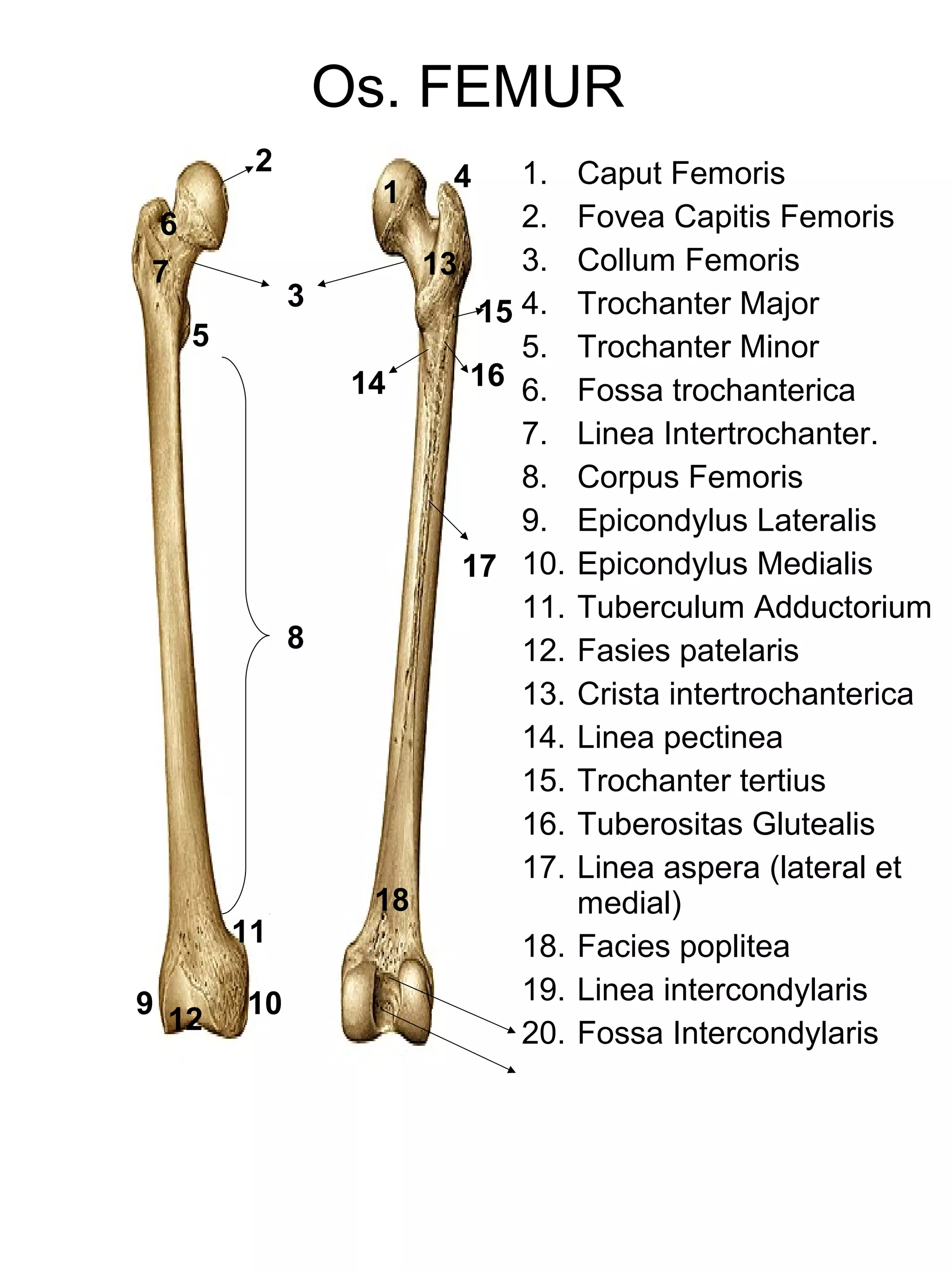 Osteologi | PPT