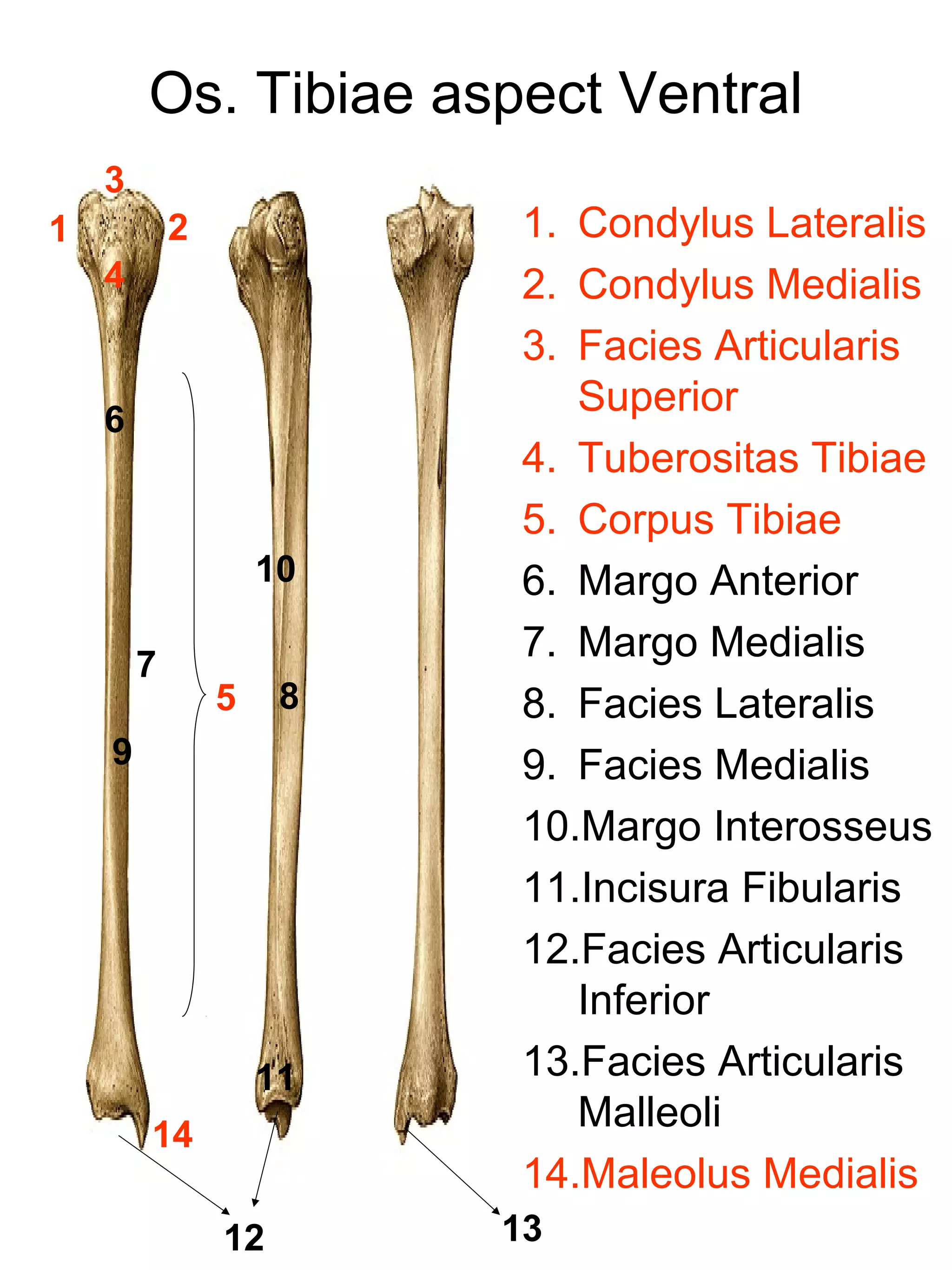 Osteologi | PPT