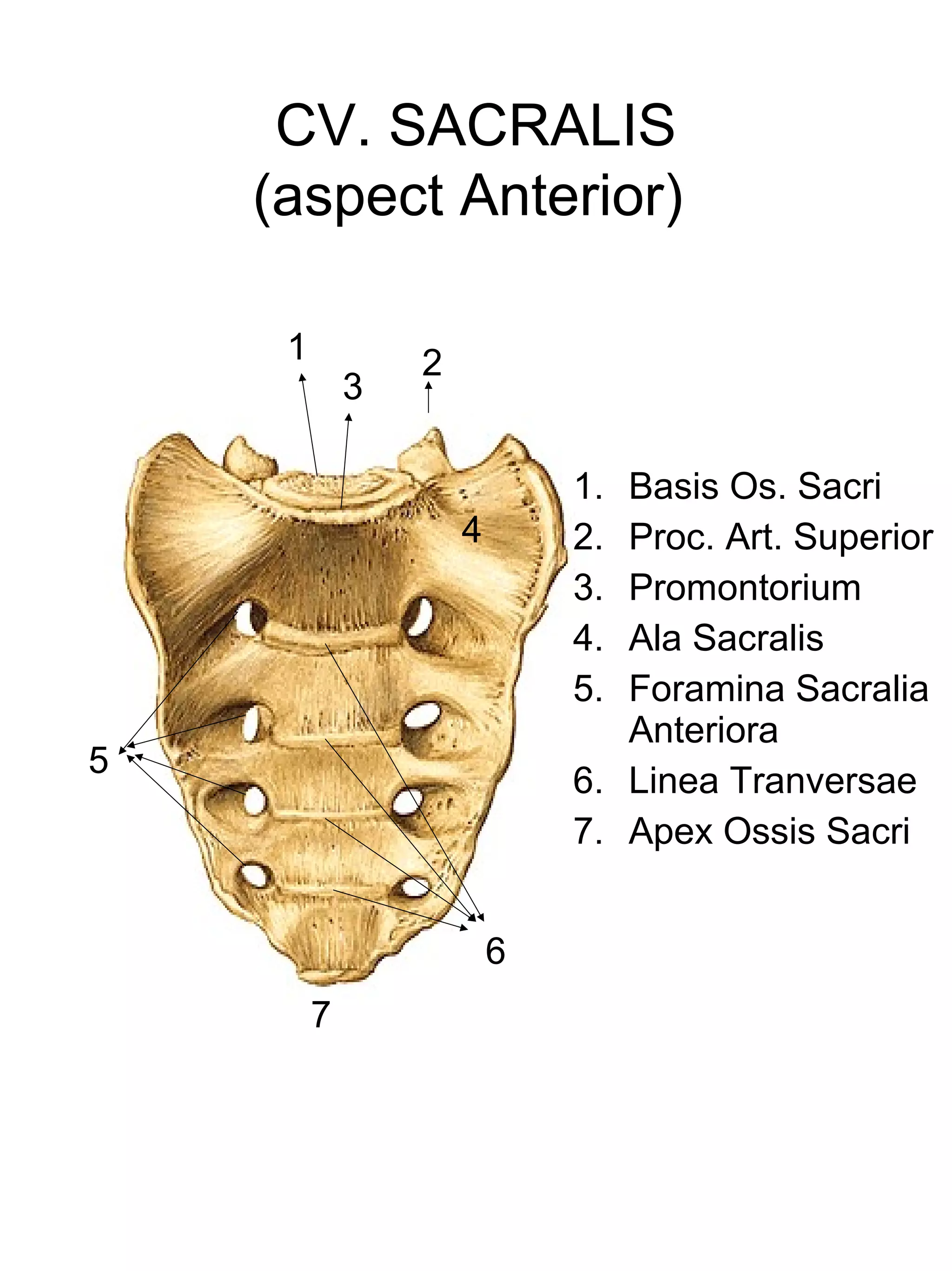Osteologi | PPT