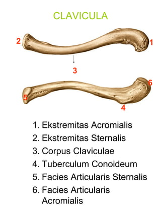 Osteologi | PPT