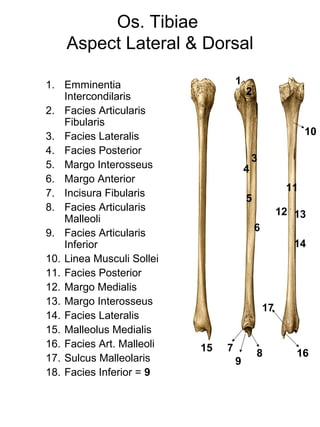 Osteologi | PPT