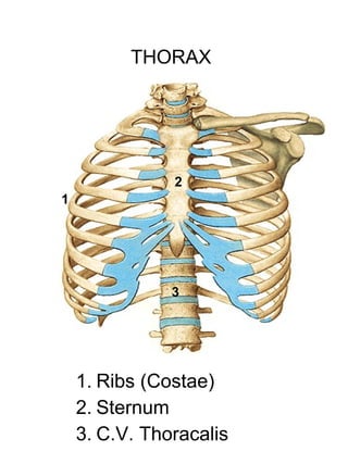 Osteologi | PPT