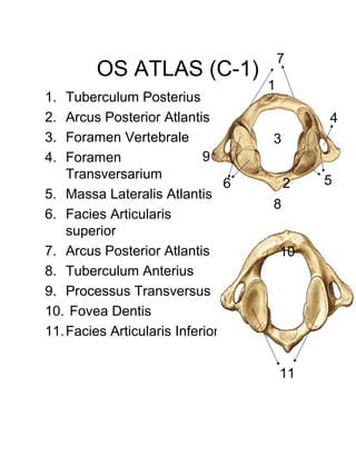 Osteologi | PPT