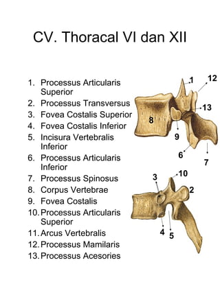 Osteologi | PPT