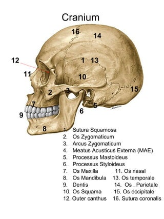 Osteologi | PPT