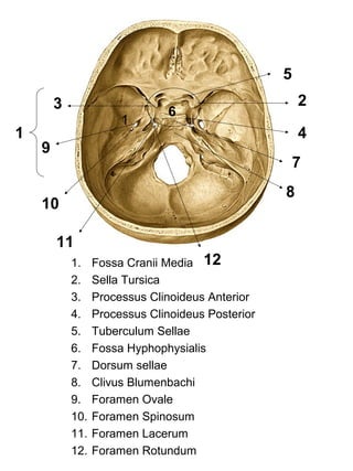 Osteologi | PPT
