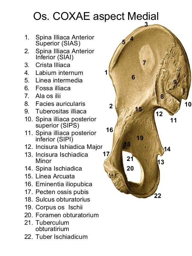Osteologi