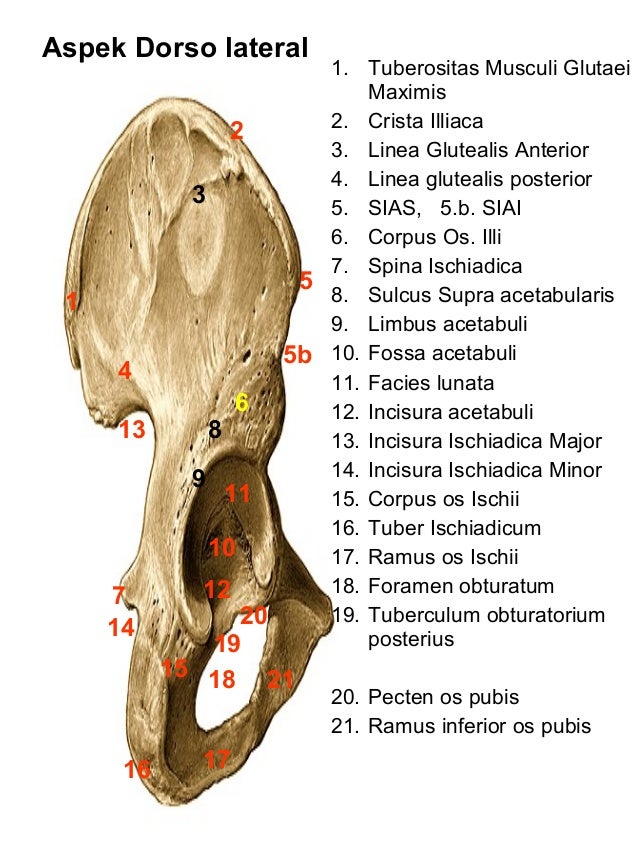 Osteologi