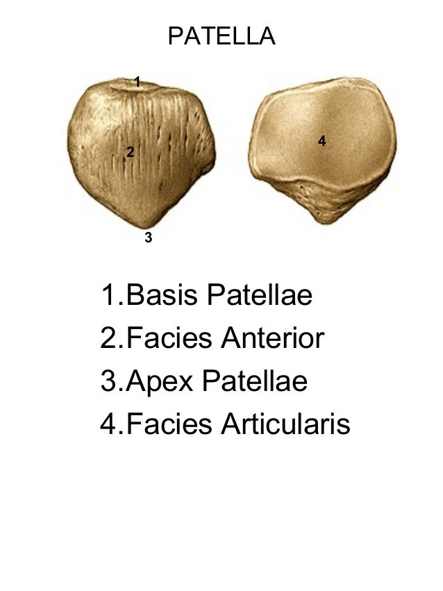 Osteologi