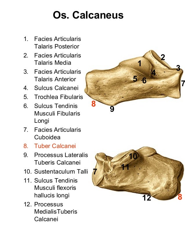 Osteologi