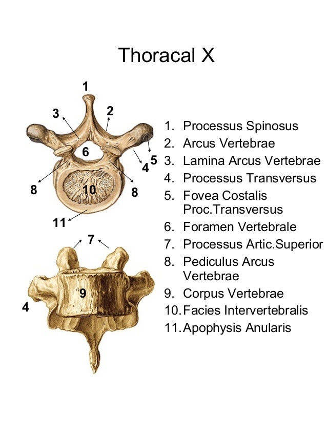 Osteologi