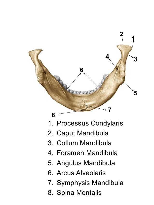 Osteologi