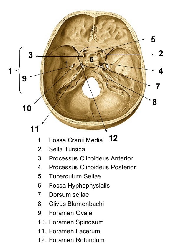 Osteologi