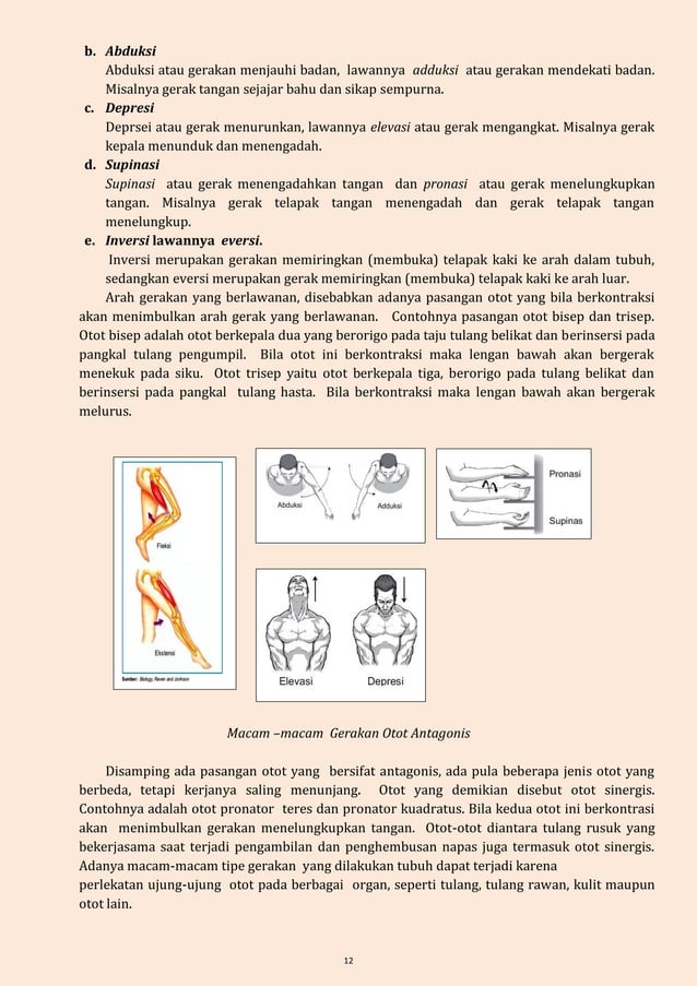 Bahan Ajar Sistem Gerak pada Manusia | PDF Bahan Ajar Sistem Gerak pada Manusia | PDF