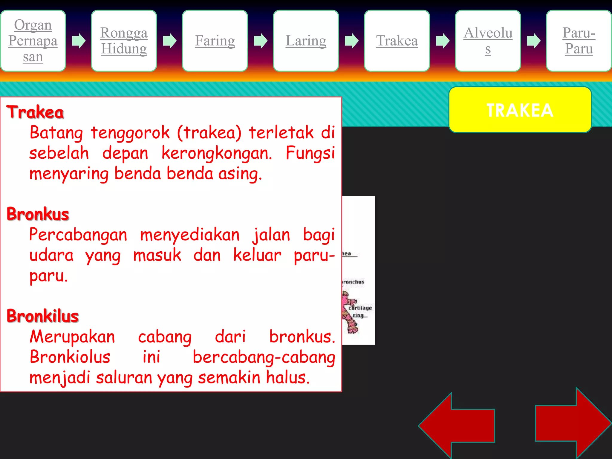 sistem pernapasan | PPTX