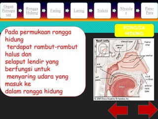 sistem pernapasan | PPTX