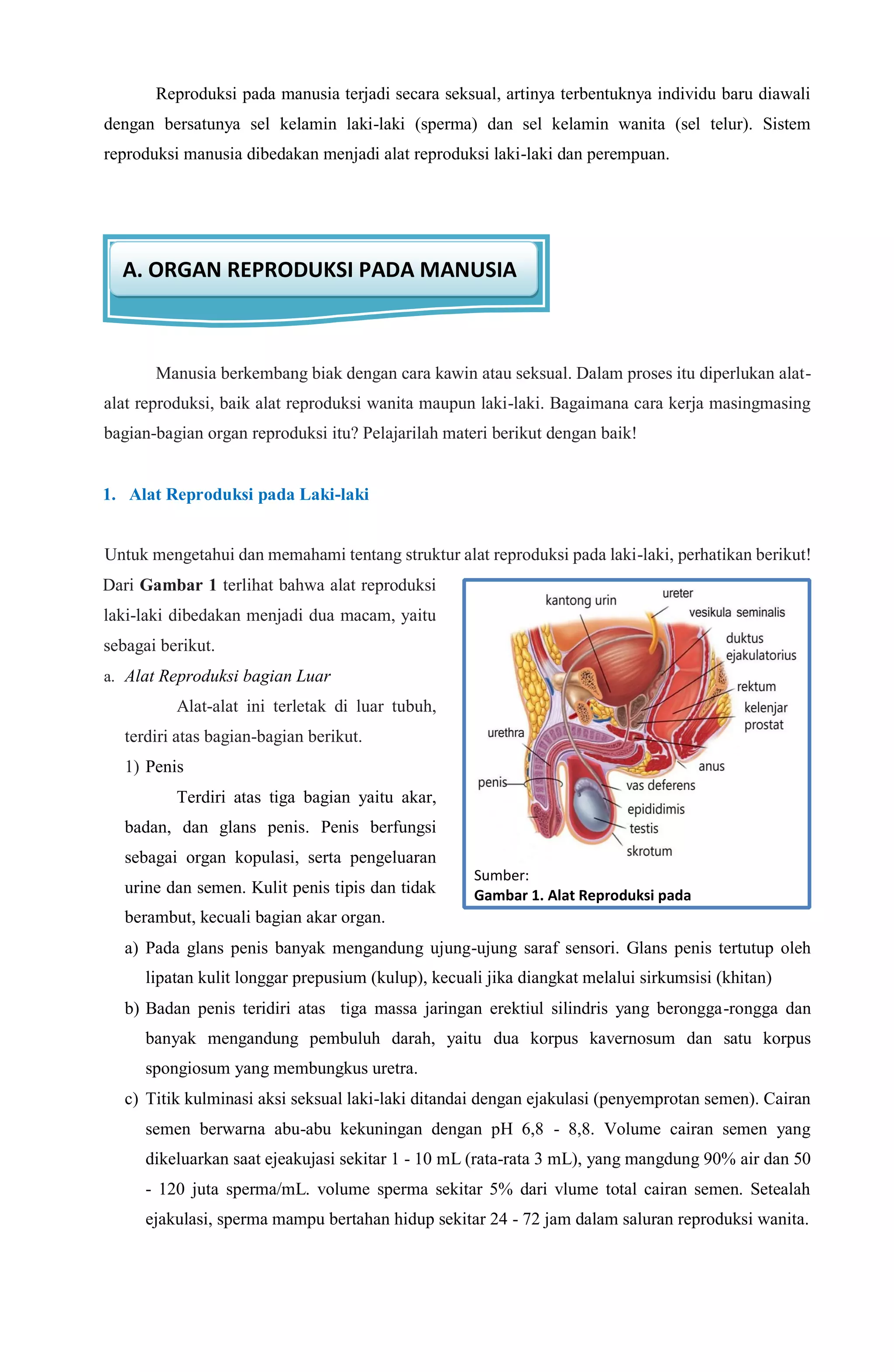 Bahan ajar 'sistem reproduksi' | PDF
