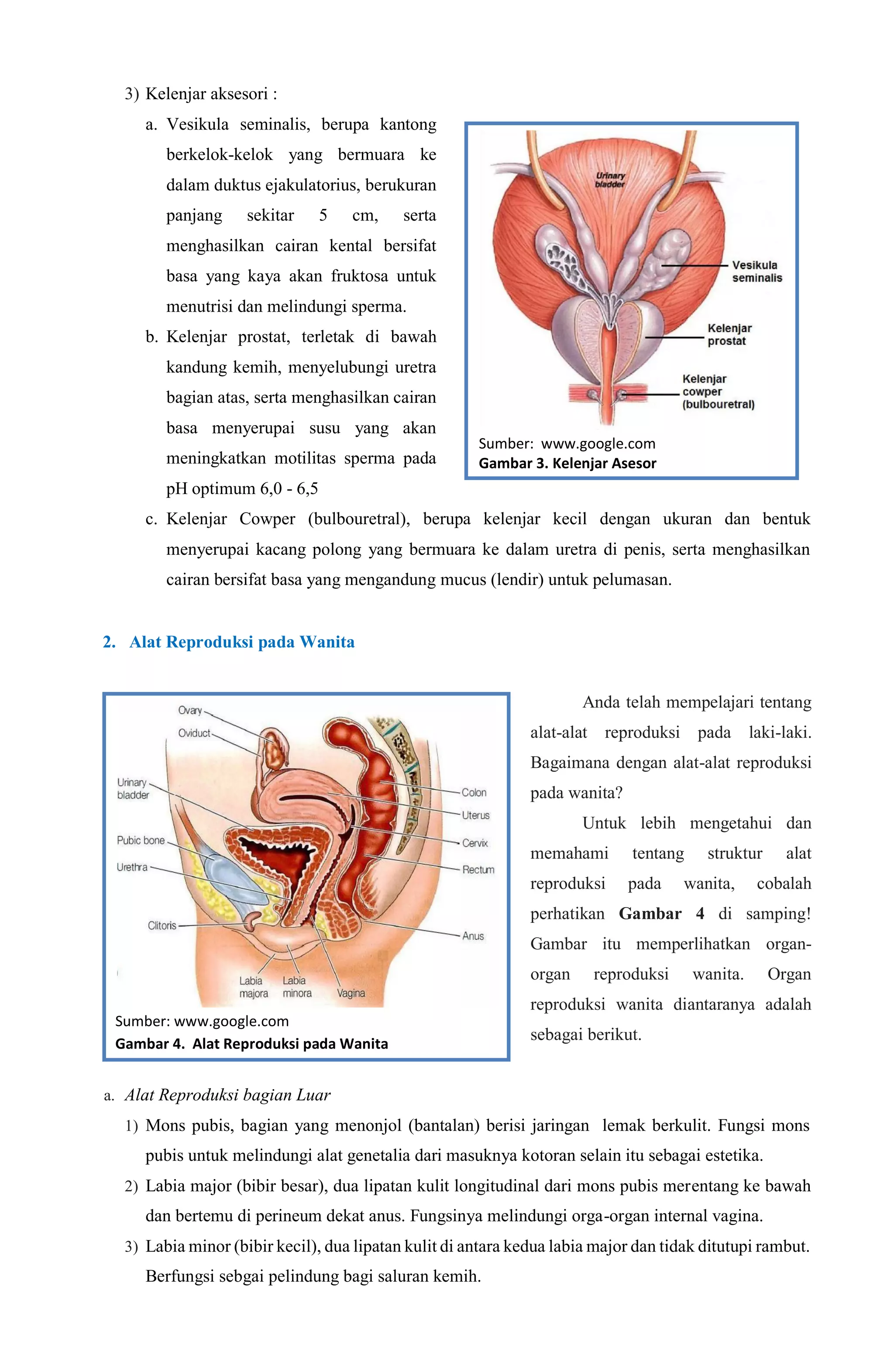 Bahan ajar 'sistem reproduksi' | PDF