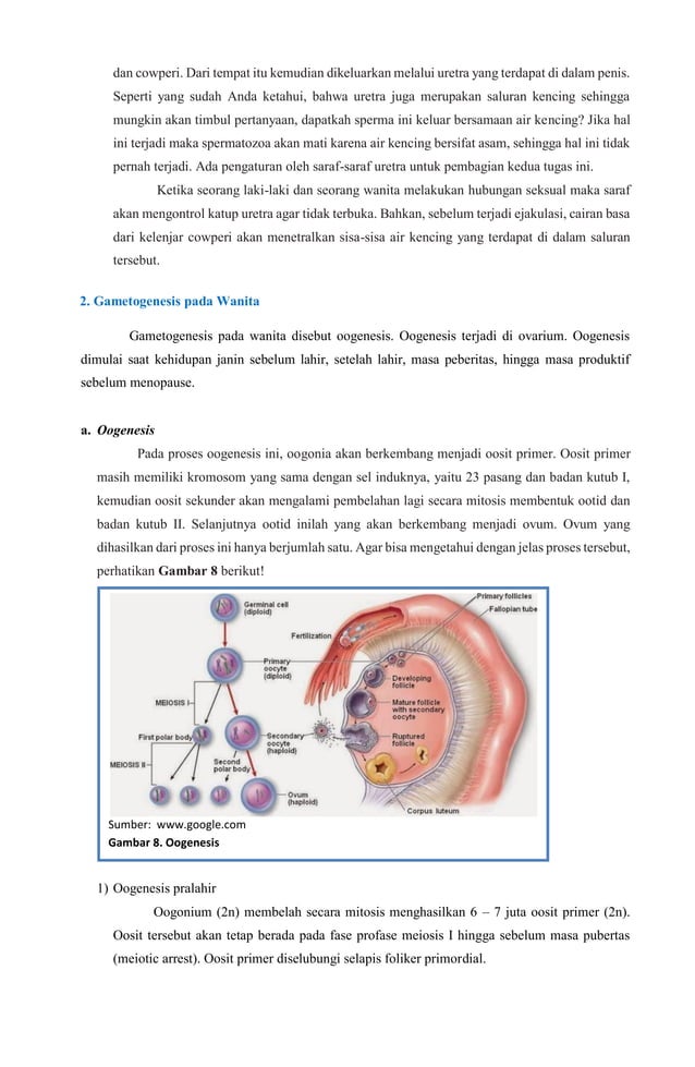 Bahan ajar 'sistem reproduksi' | PDF