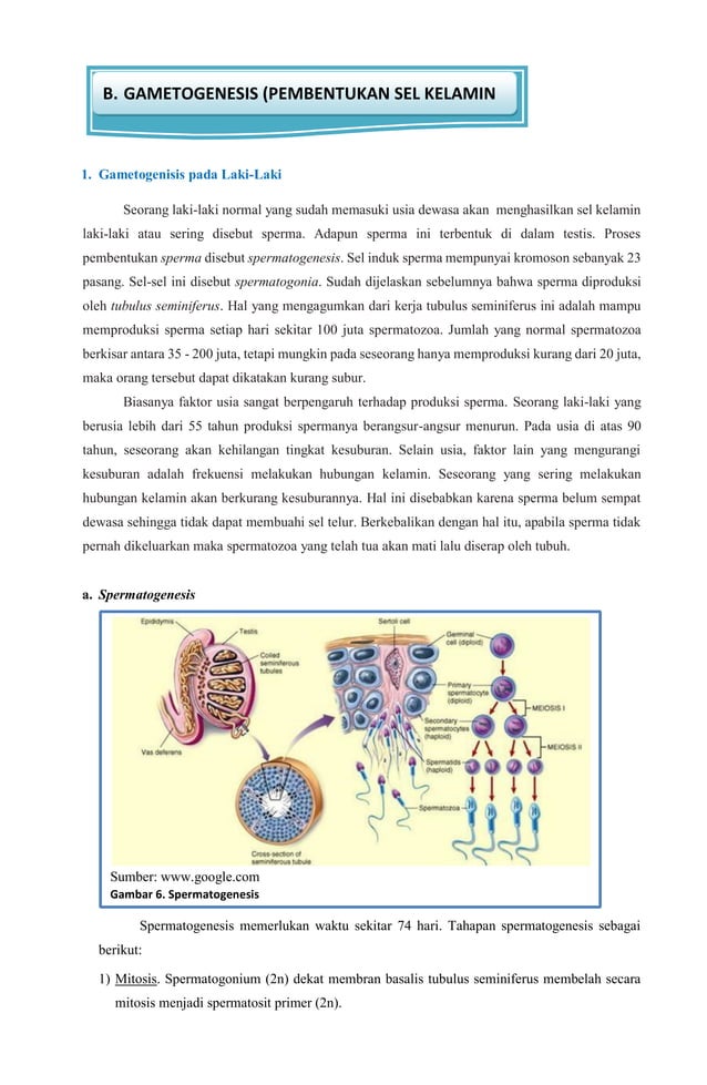 Bahan ajar 'sistem reproduksi' | PDF