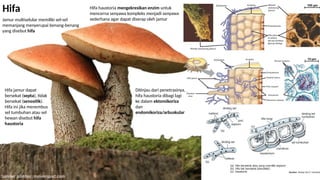 Bahan Ajar Versi Materi Fungi Untuk SMA Kelas X | PPTX