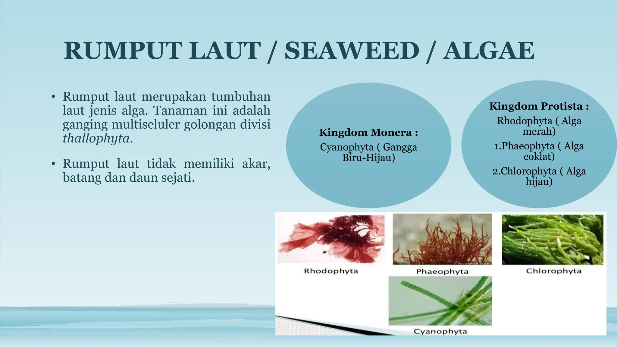 BAHAN ALAM BAHARI Rumput Laut Kelompok 2.pptx