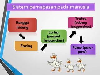 Bahan anatomi.ppt
