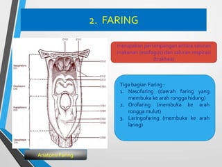 Bahan anatomi.ppt