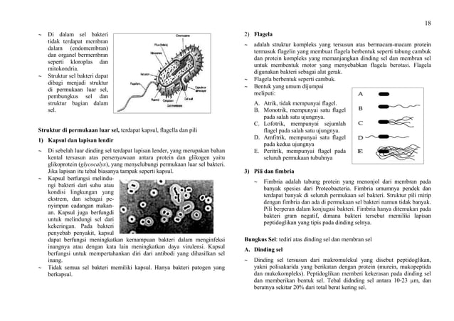 BAHAN BACAAN BAB 3-1- Bakteri.pdf