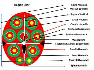 Bahand. Ikan beronang mempunyai toleransi besar terhadap salinitas dan ...